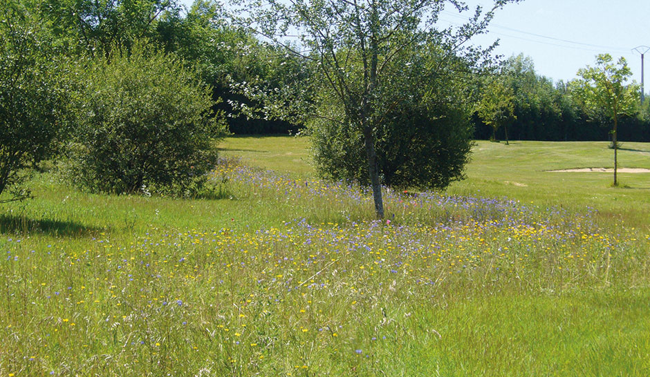 Naturalité, des fleurs pour une nature sauvage